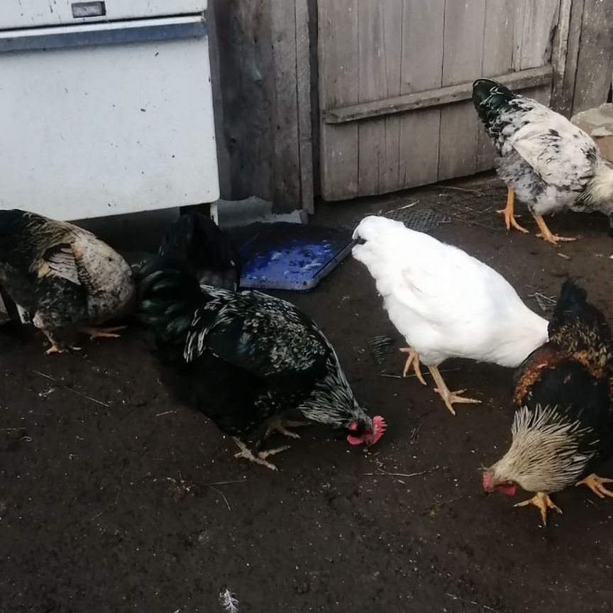 Домашние петушки