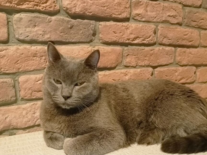 Потерявшийся британец