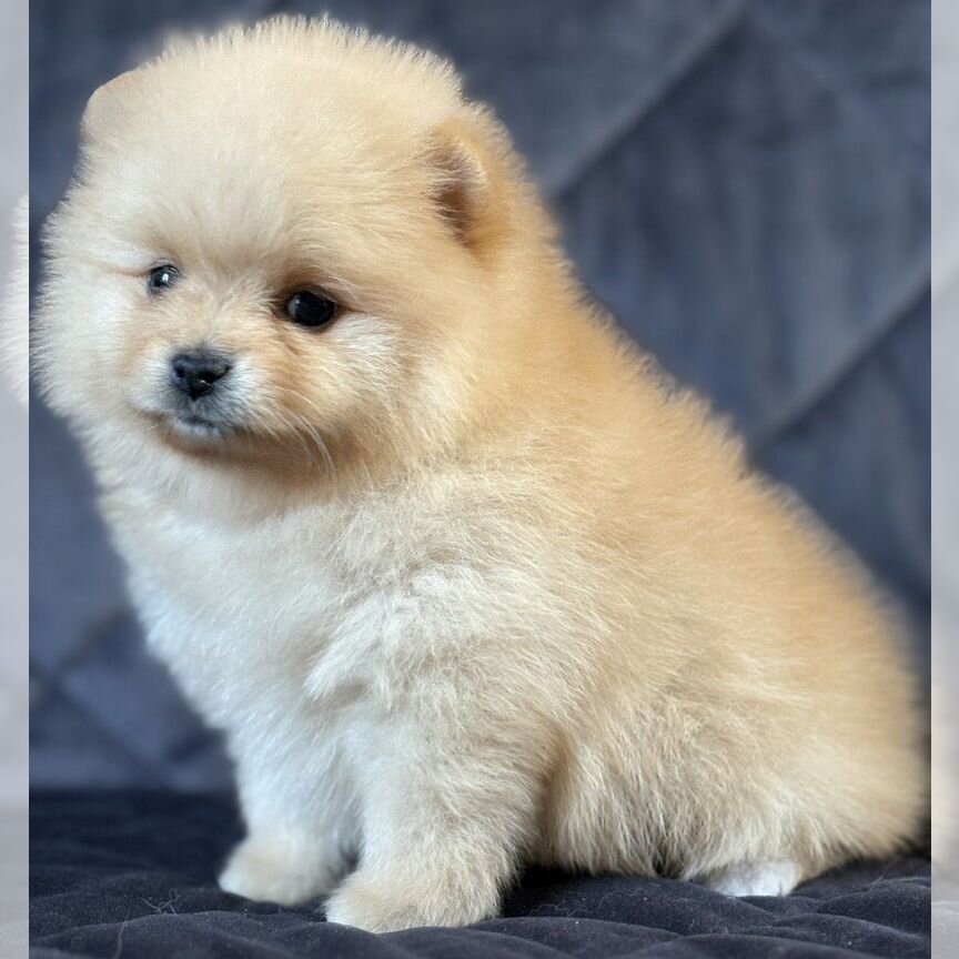 Померанский шпиц, щенок