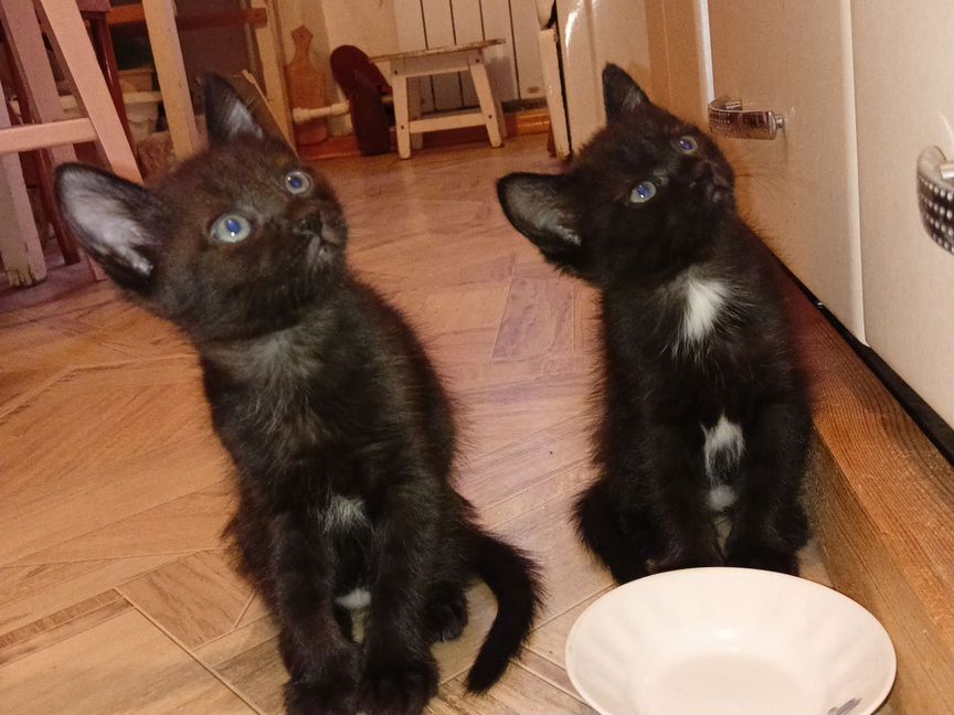 Котята бесплатно