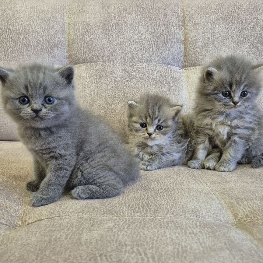 Шотландский вислоухий длинношёрстный котёнок