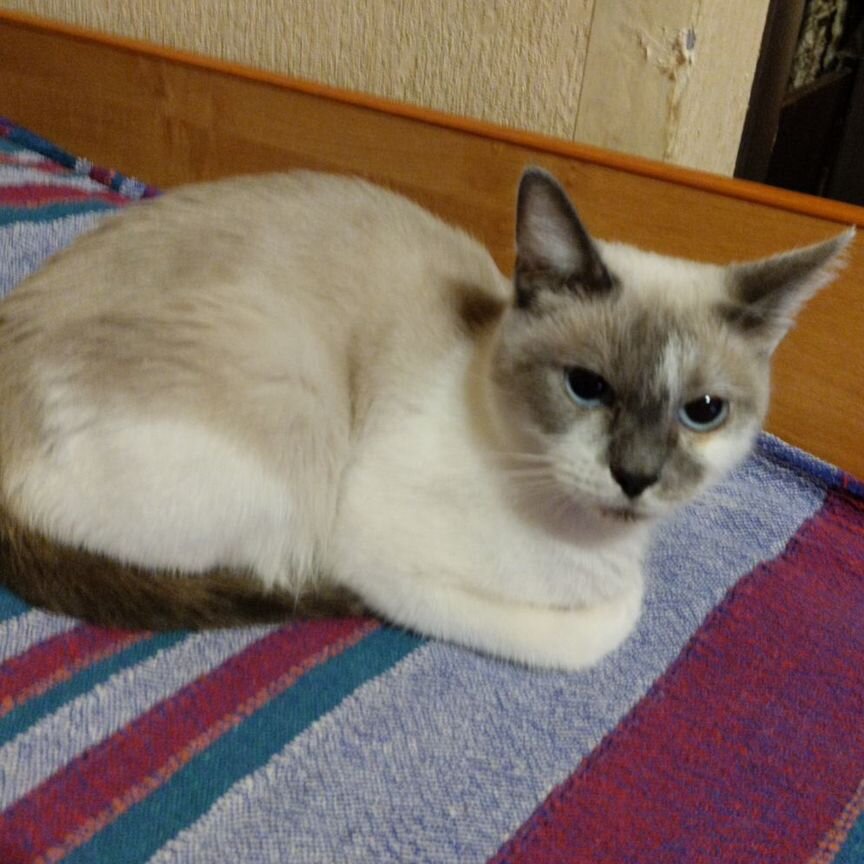 Тайский котёнок