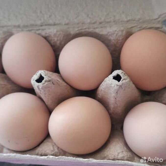 Инкубационное яйцо мехеленской кукушки золотой