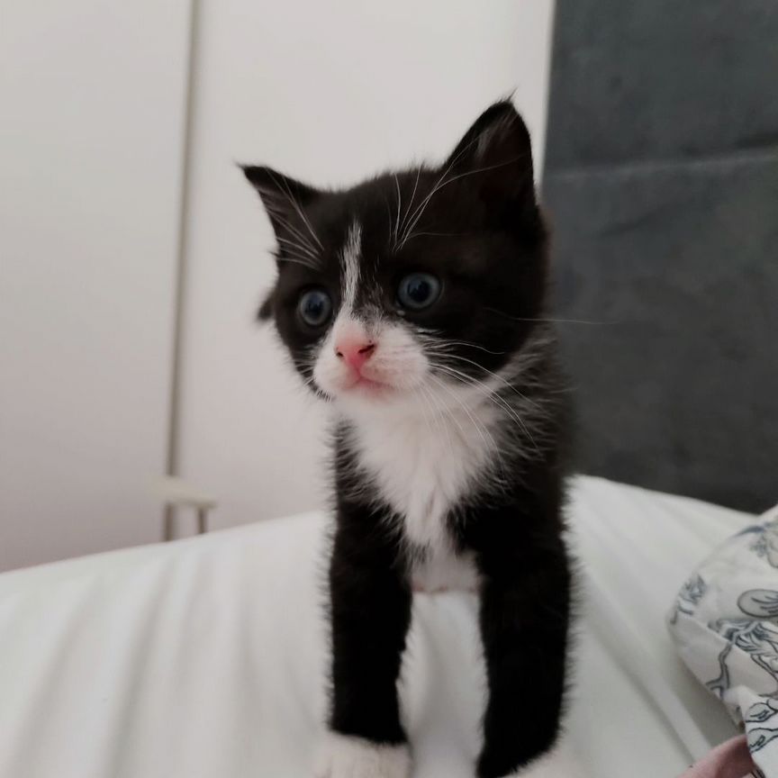 Котенок