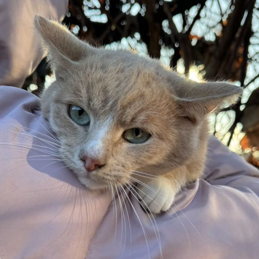 Рыжий котик