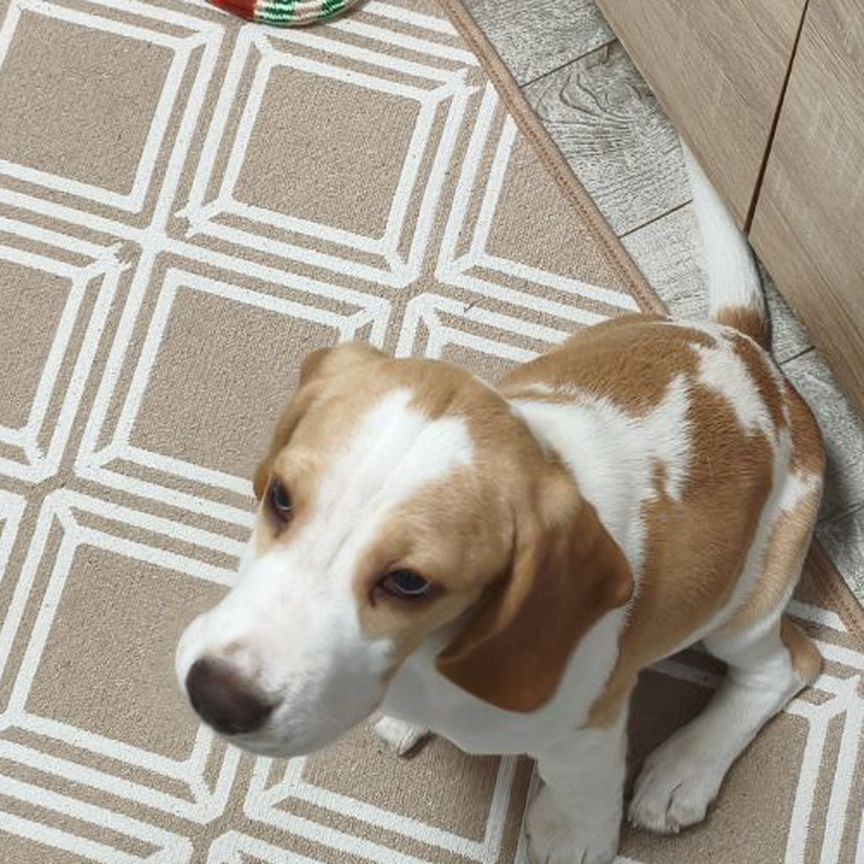 Бигль, щенок