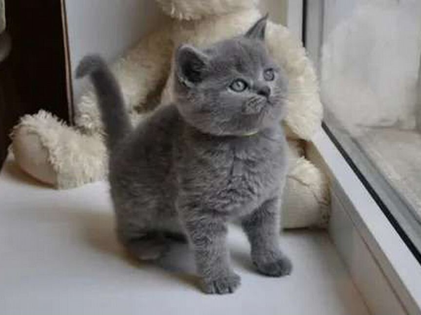 Котики британчики