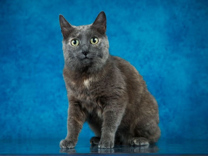 Серая кошка ищет домик