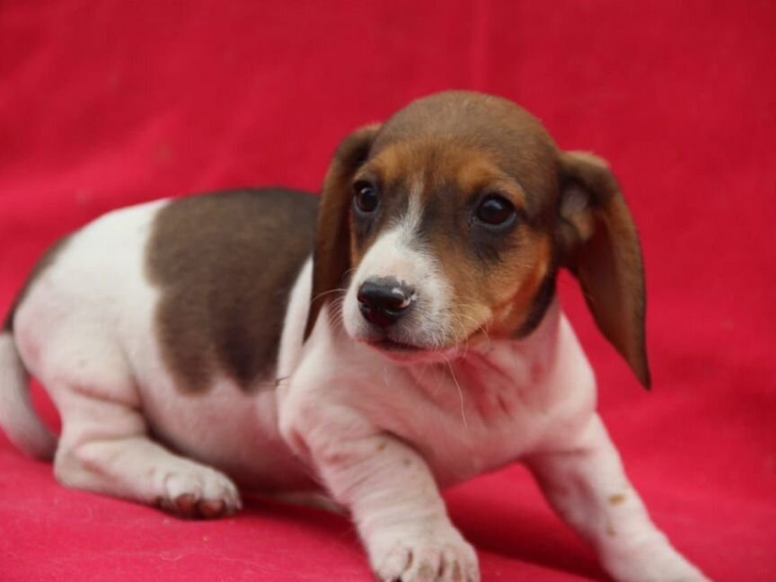 Мальчик таксы пятнистый