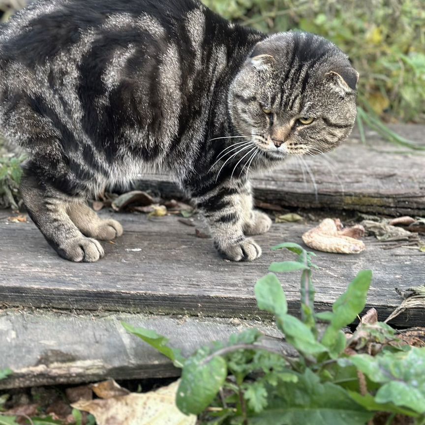 Вислоухий кот в поисках дома