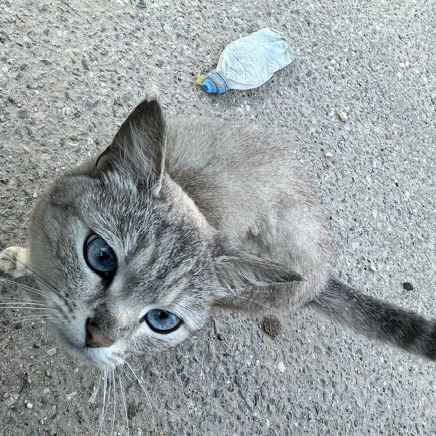 Породистая кошка