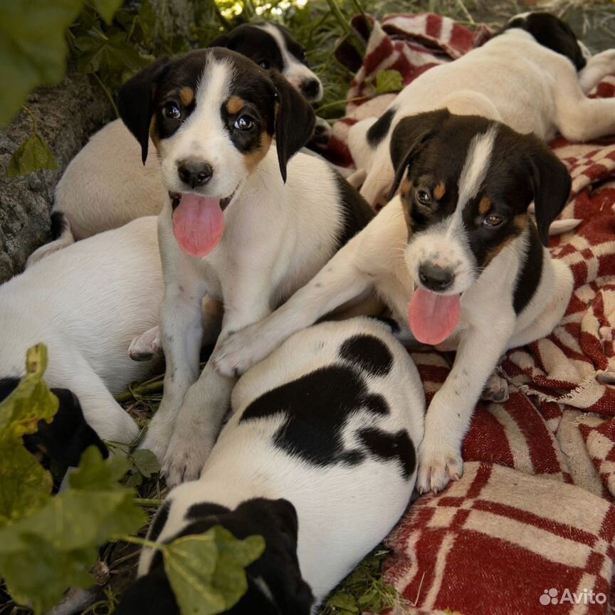 Щенки (метисы) бесплатно