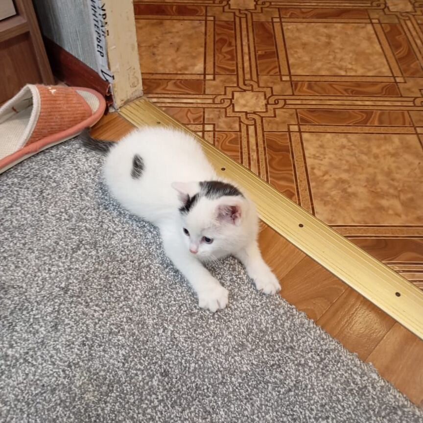 Кашка