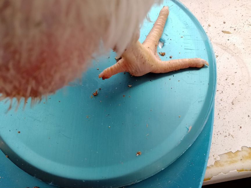 Цыплята бройлеры подрощенные