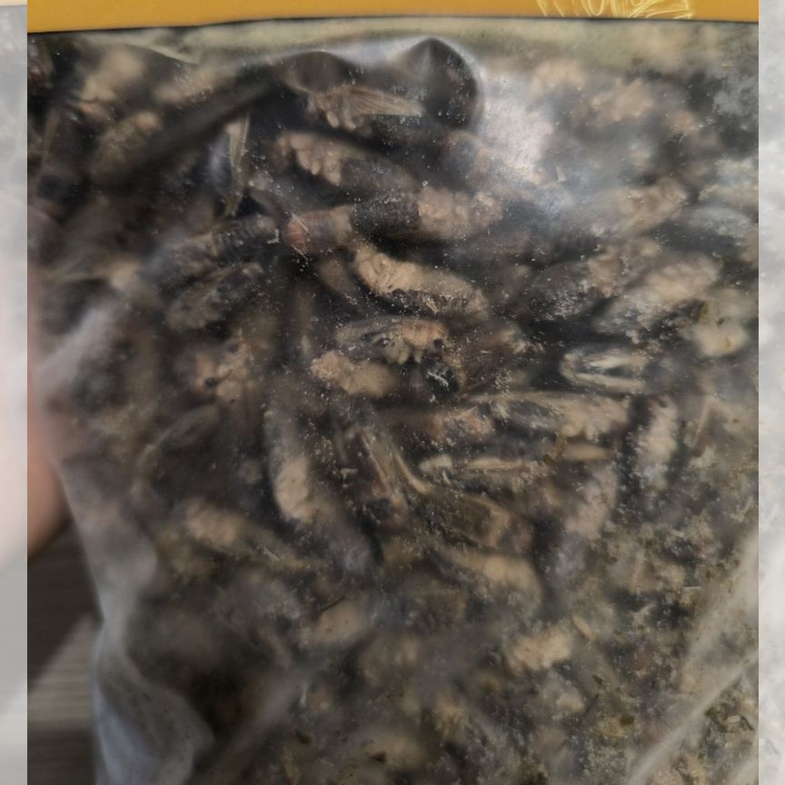 Замороженные сверчки