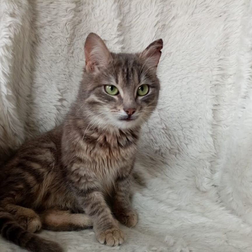 Котенок.тигруля