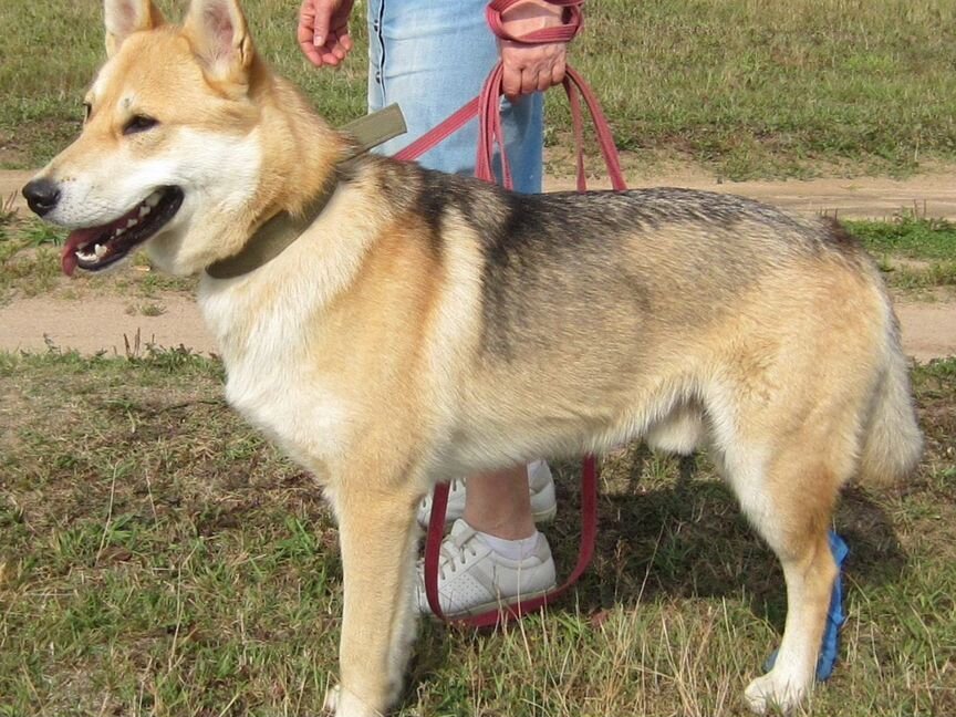 Найдена собака, ищем хозяина, пристраиваем