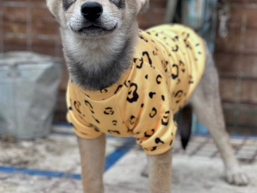 Щенок из приюта ищет дом