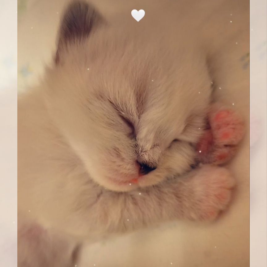 Невский маскарадный котёнок