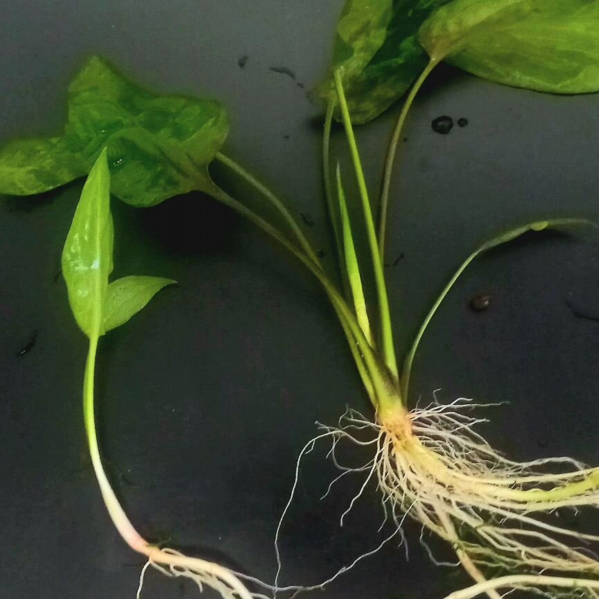 Аквариумные растения криптокарина