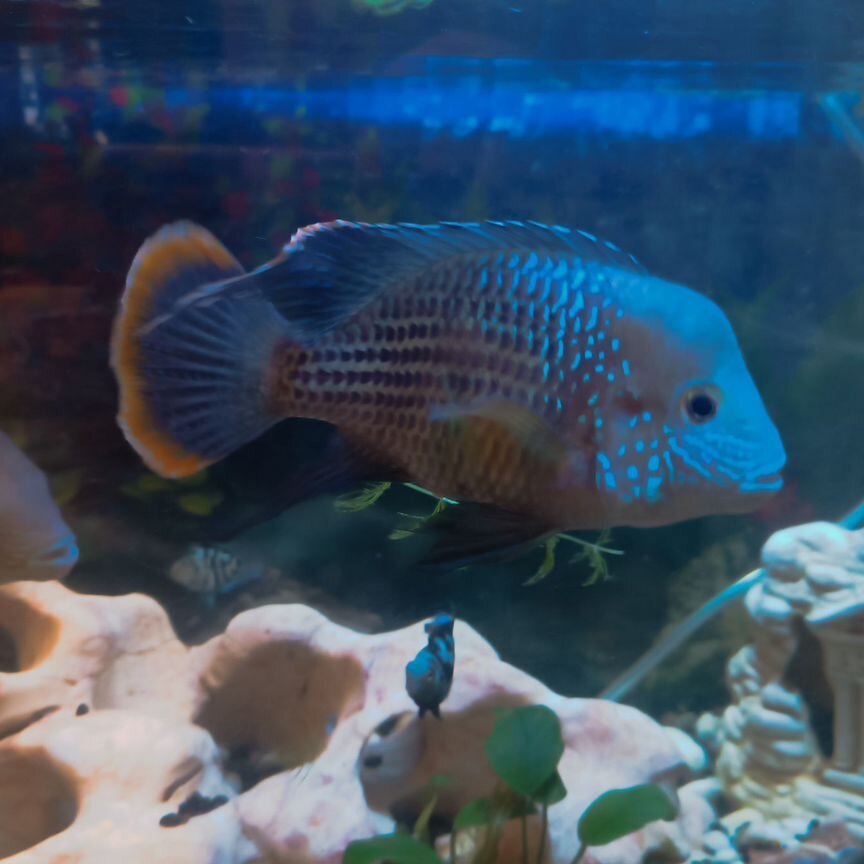 Акара бирюзовая