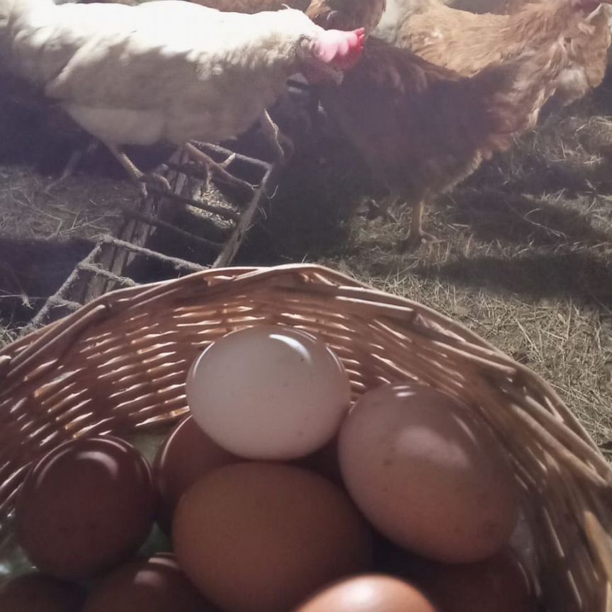Яйцо куриное