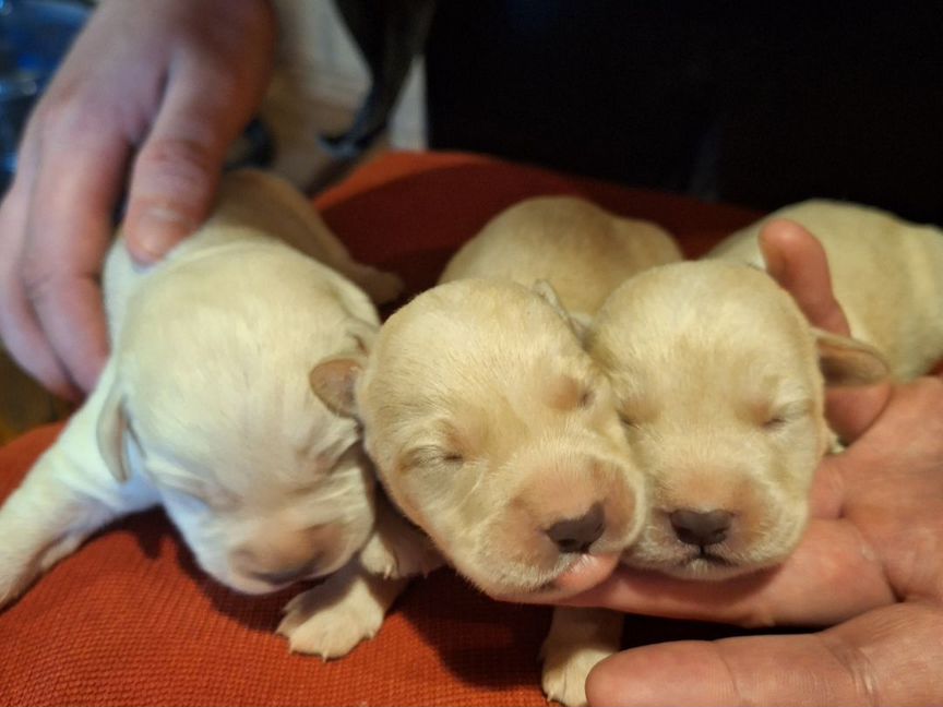 Лабрадор ретривер