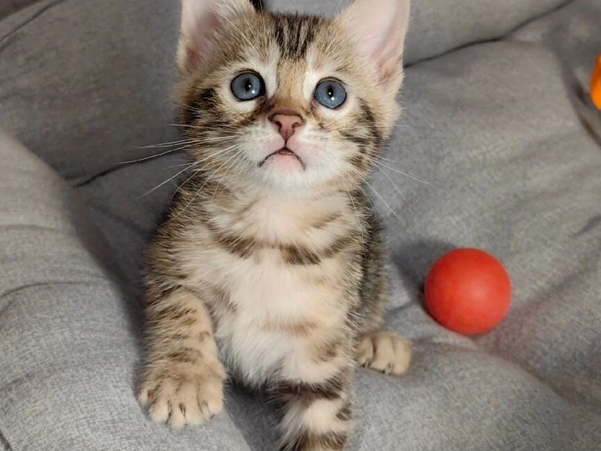 Бенгальские котята