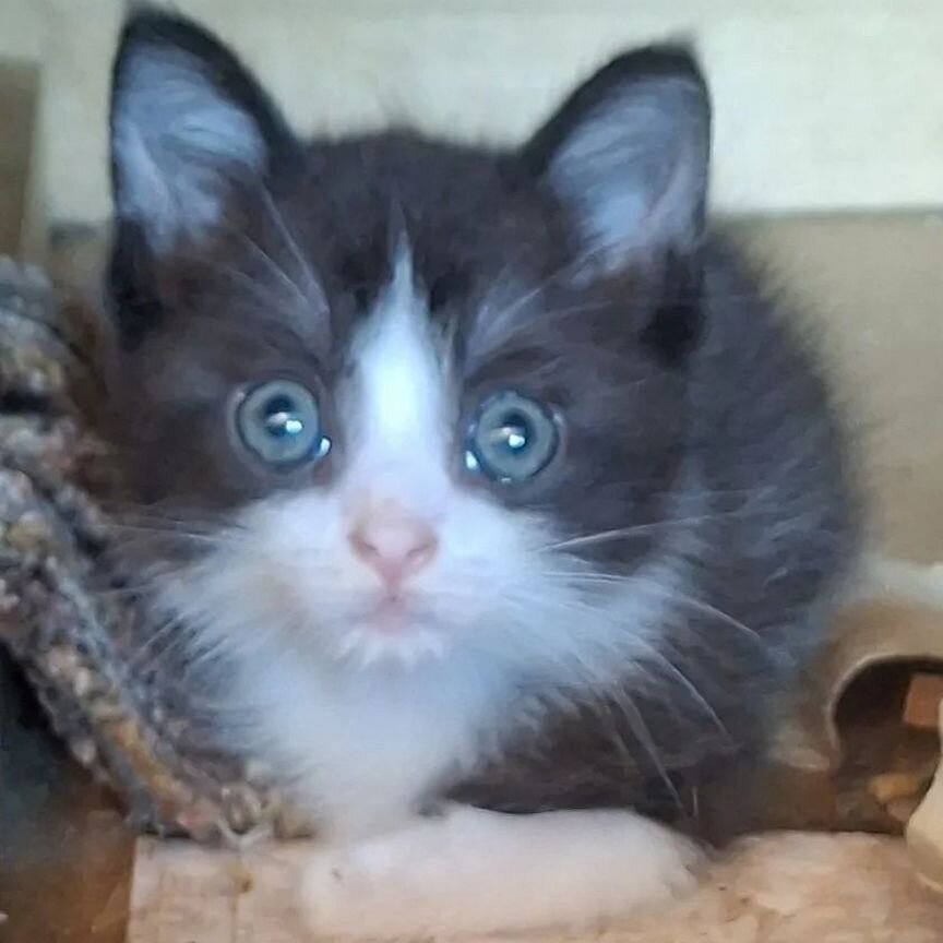 Европейский короткошёрстный котёнок
