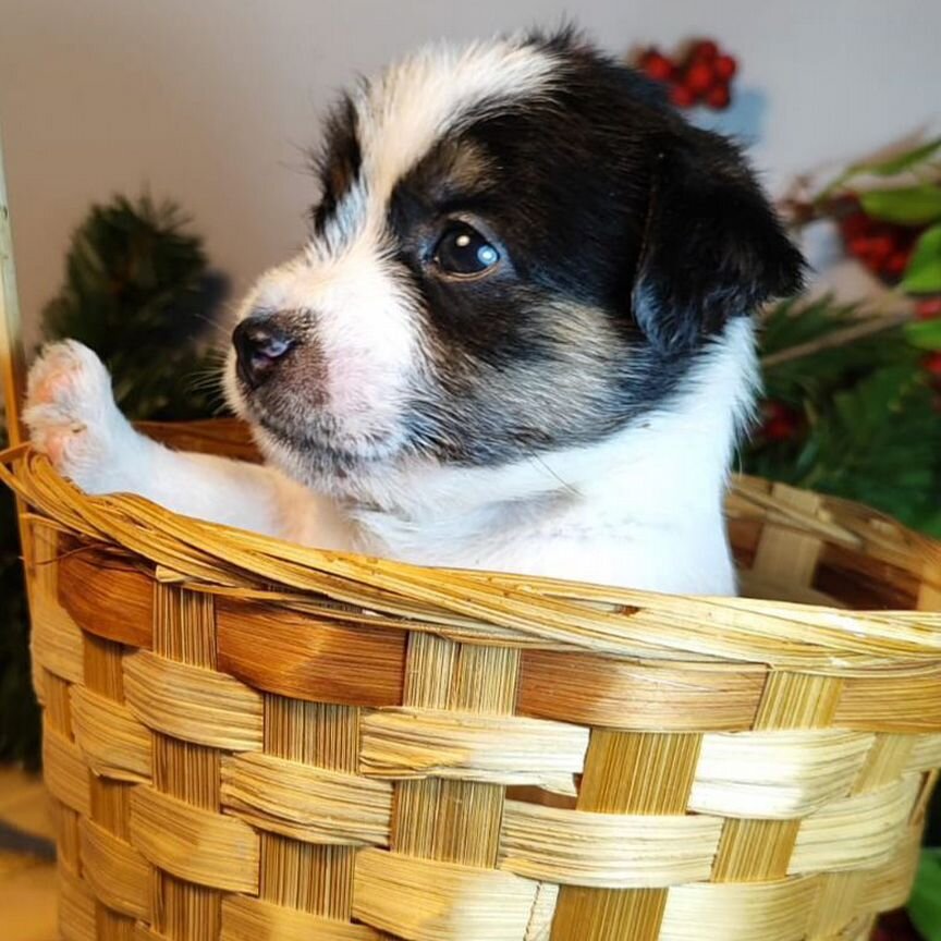 Щенки джек рассел терьер жесткошерстный