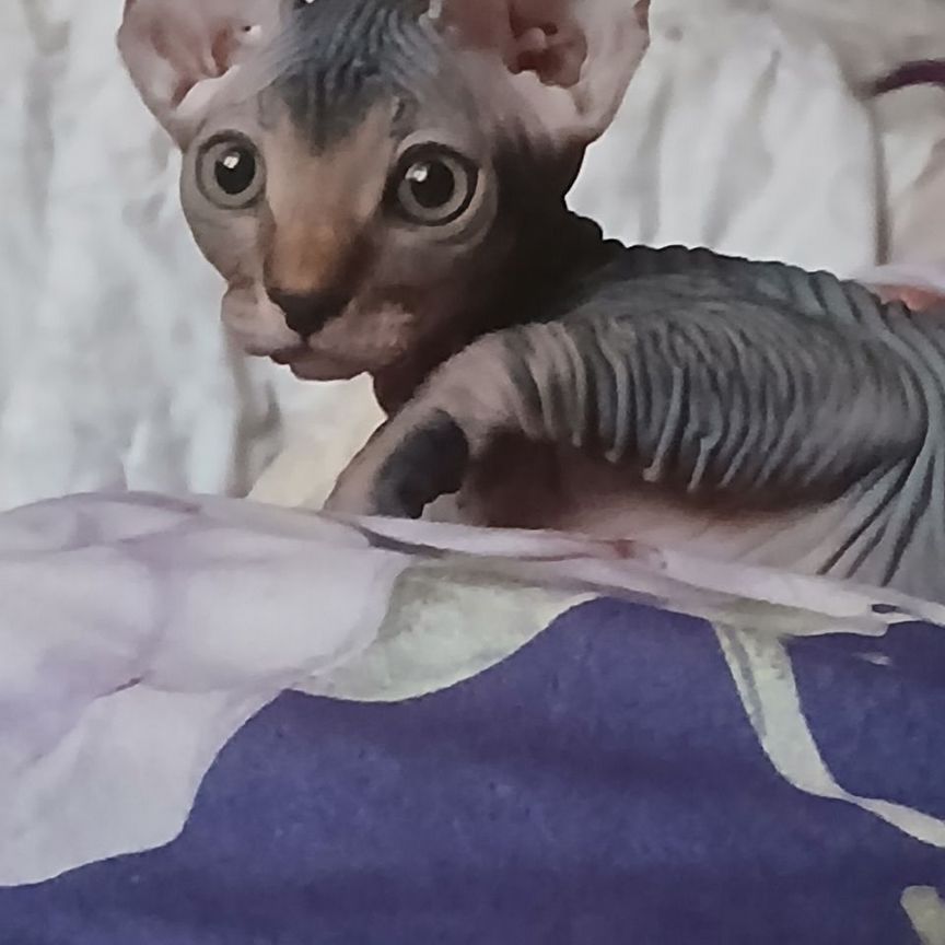 Канадский сфинкс