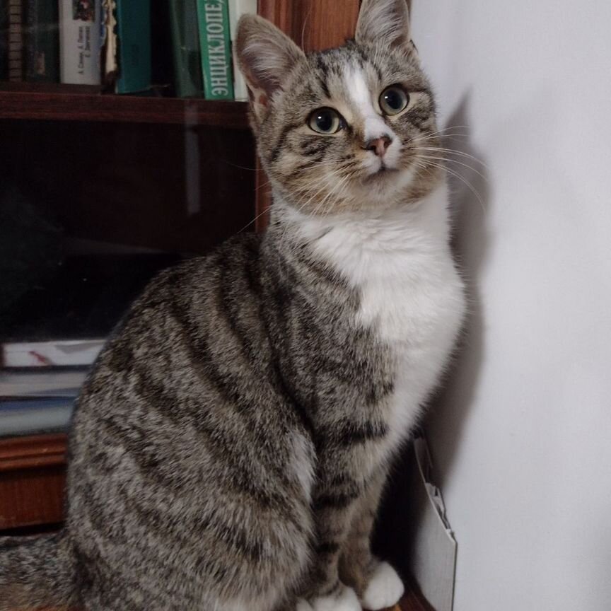 Котофей ищет дом