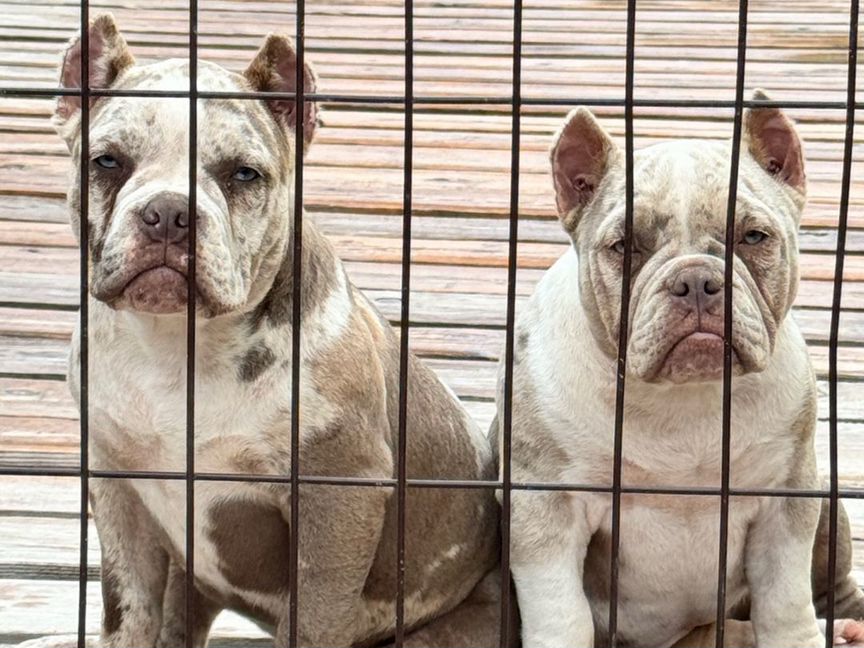 Американский булли - яркие пятнашки