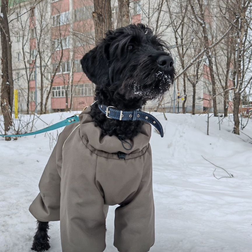 Собака метис