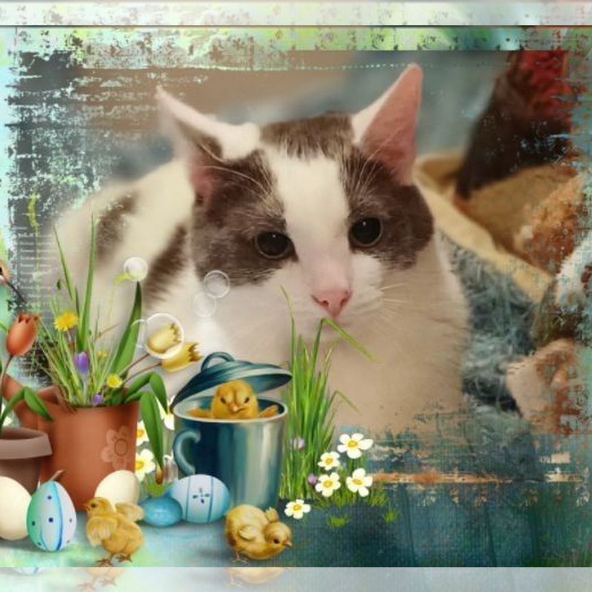 Котёнок в добрые руки