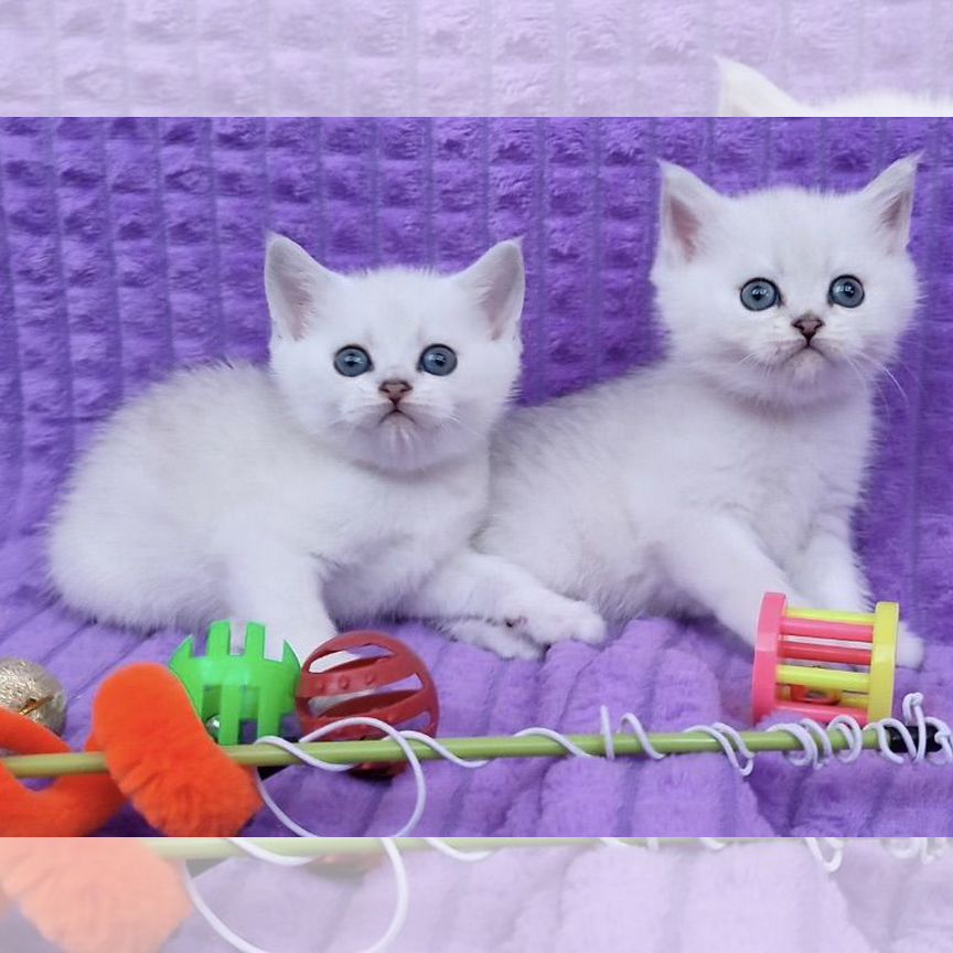 Шотландский прямоухий короткошёрстный котёнок