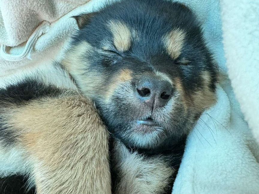 Кутенок овчарка оплачу корм