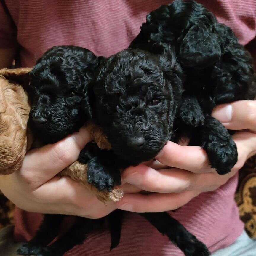 Пудель, щенок