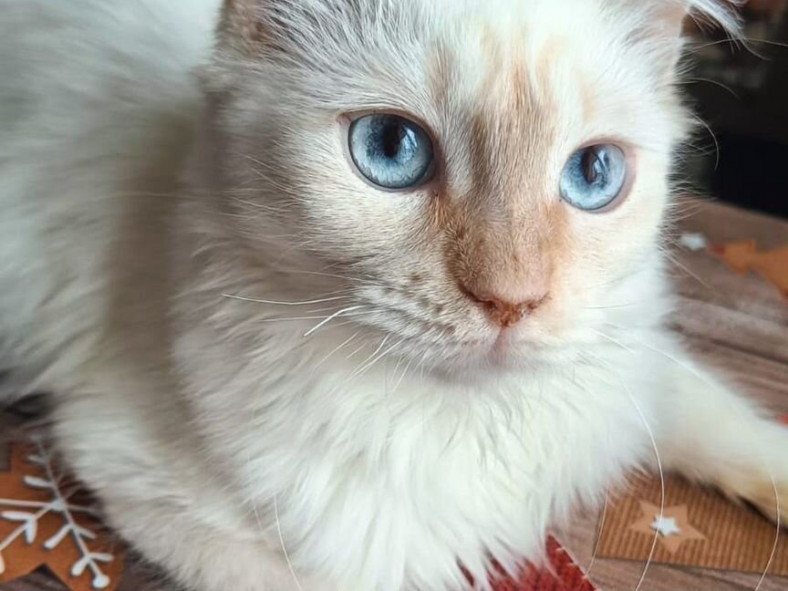 Котенок Сахарок в добрые руки