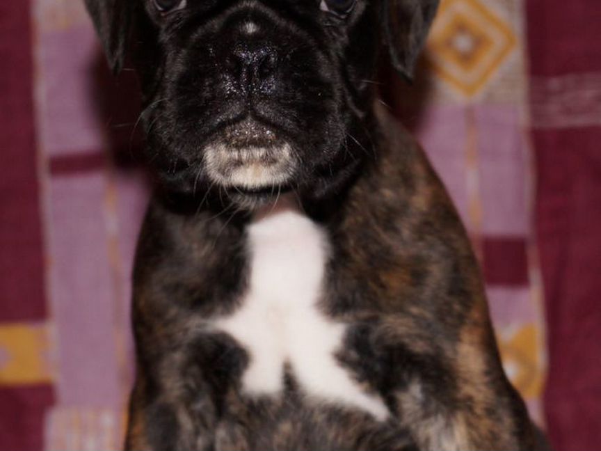 Щенки нем. боксера тигровые с родословно