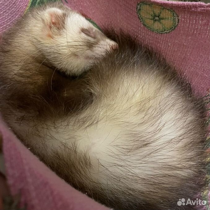 Хорек мальчик