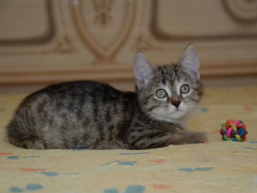 Котенок Шкода, 3 месяца, стерилизована