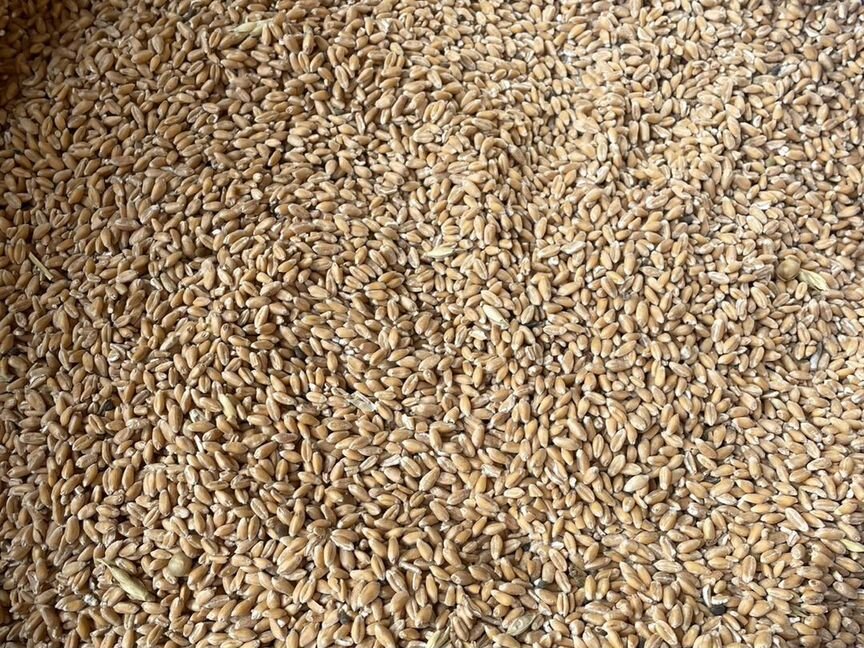 Комбикорм для кур