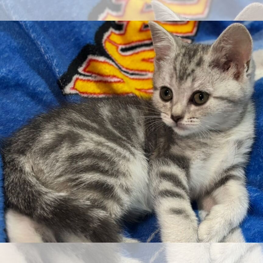 Шотландский прямоухий короткошёрстный котёнок