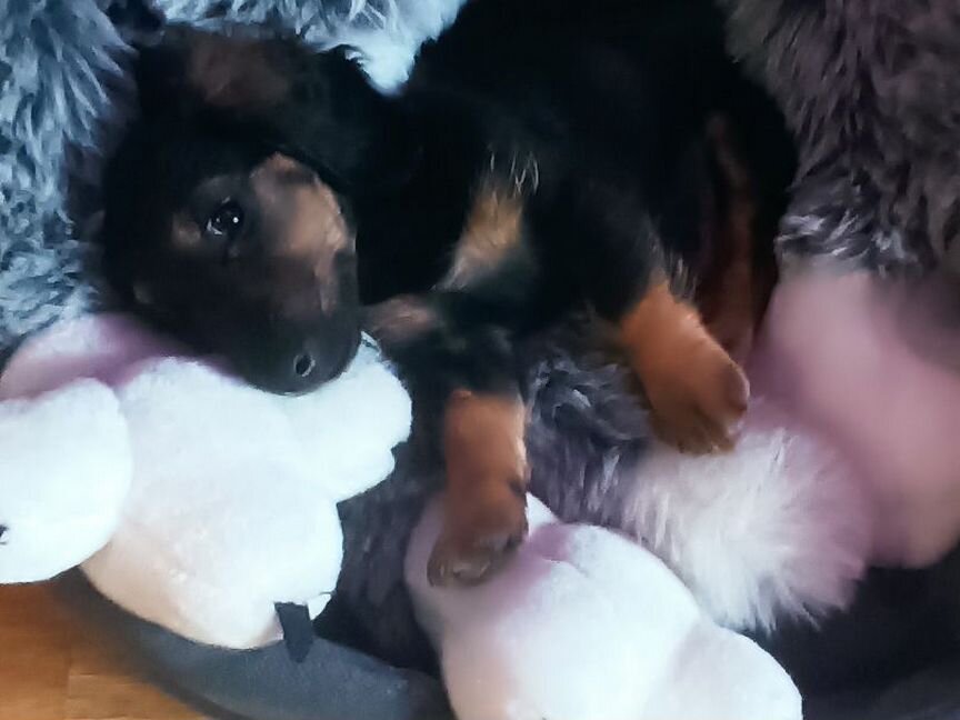 Собака в добрые руки