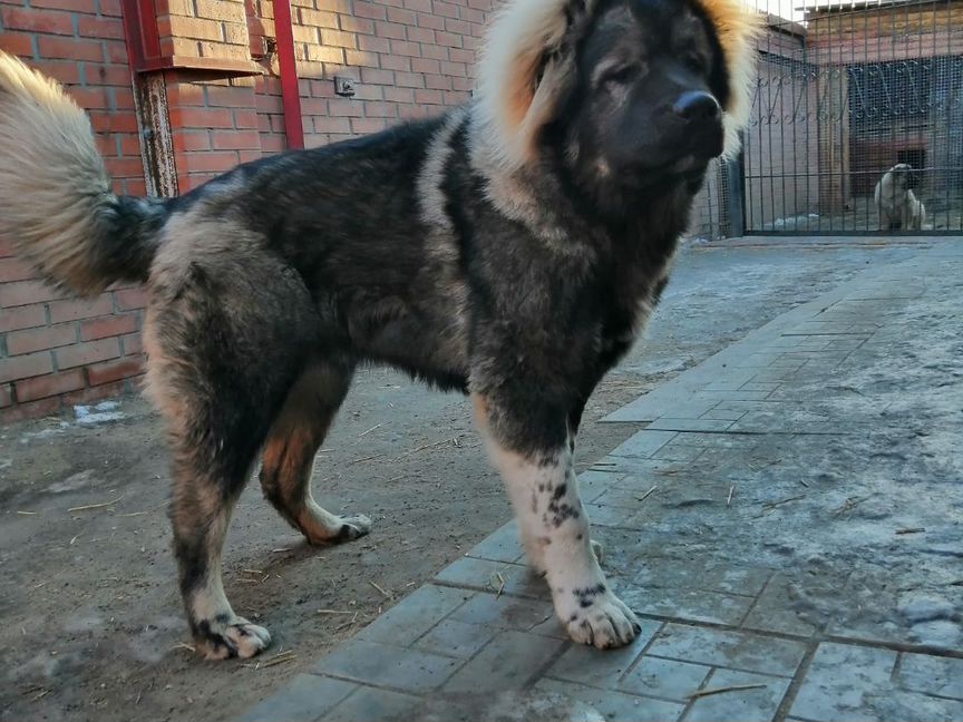 Кавказская овчарка