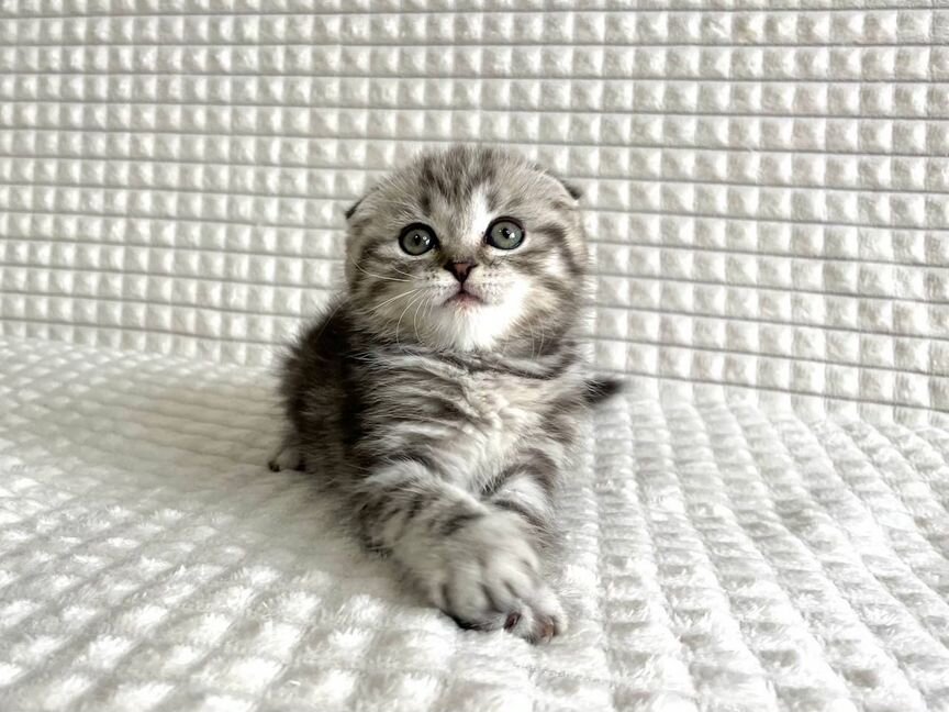 Шотландские котята вислоухие