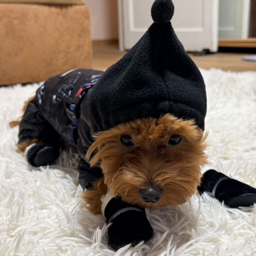 Зимний комбинезон для маленькой собаки