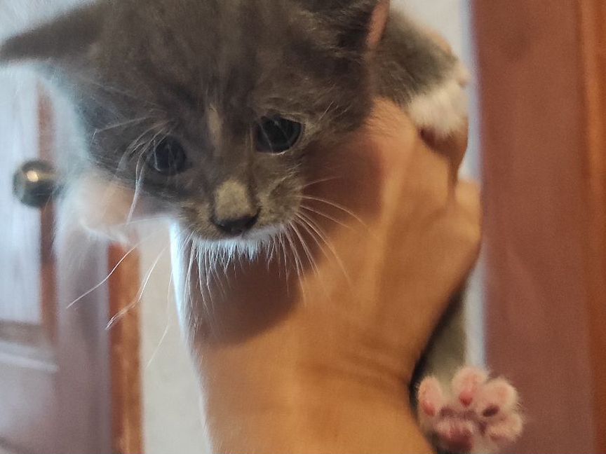 Котята бесплатно