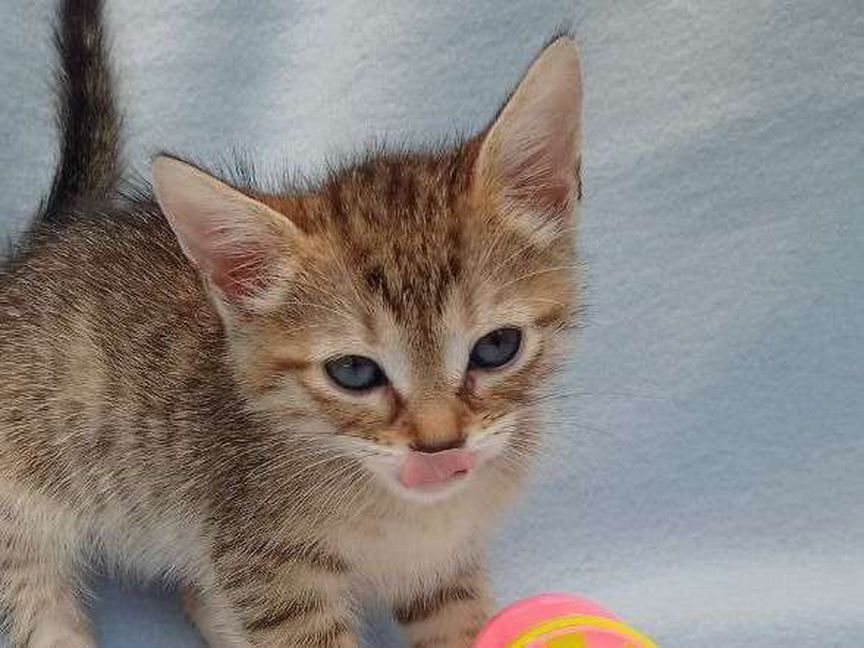 Кисуля ищет семью